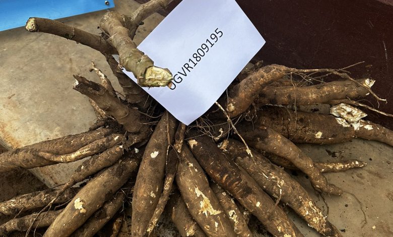 Huye :Abahinzi basogongeye ku mbuto nshya y’imyumbati bizera umusaruro ...